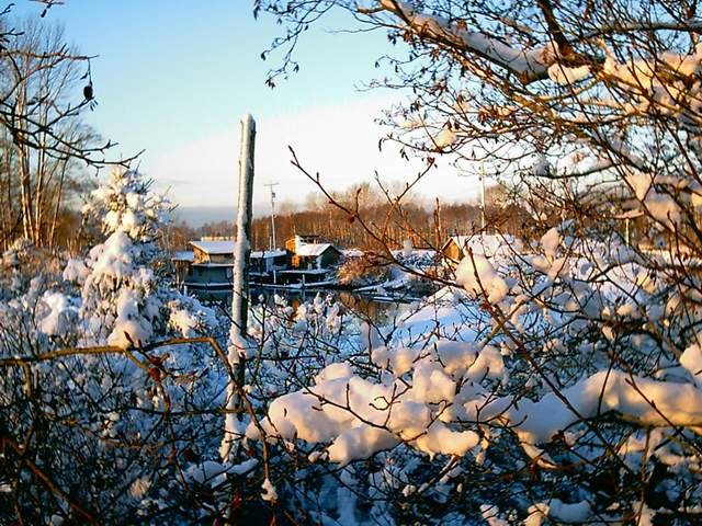 Finn Slough In The Snow